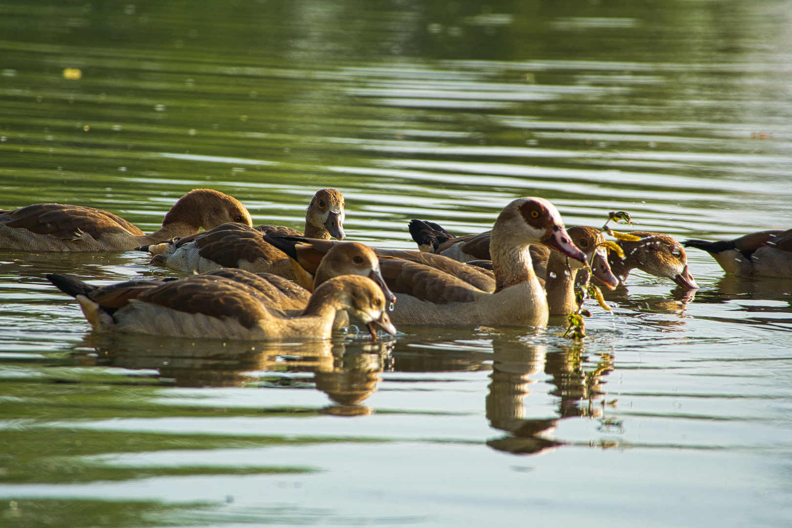 Wildgänse016042023 Foto & Bild | tiere, wildlife, wild lebende vögel ...