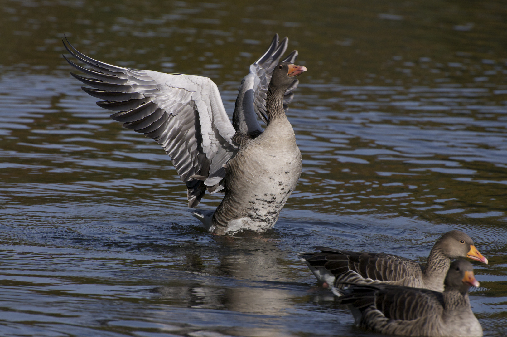Wildgans Foto & Bild | tiere, wildlife, wild lebende vögel Bilder auf ...