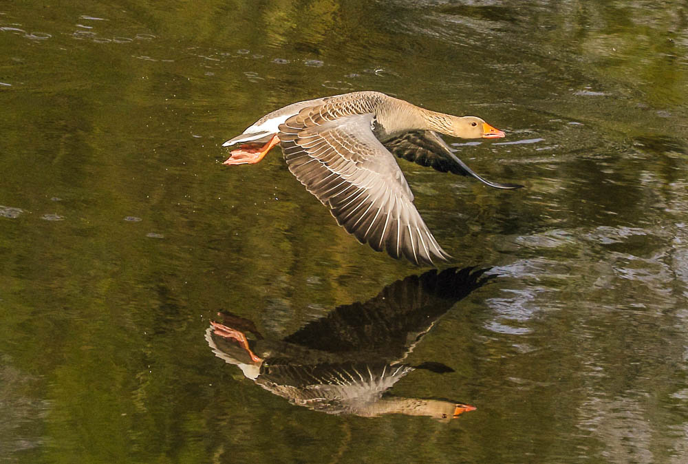 Wildgans Foto & Bild | tiere, vögel, wildlife Bilder auf fotocommunity