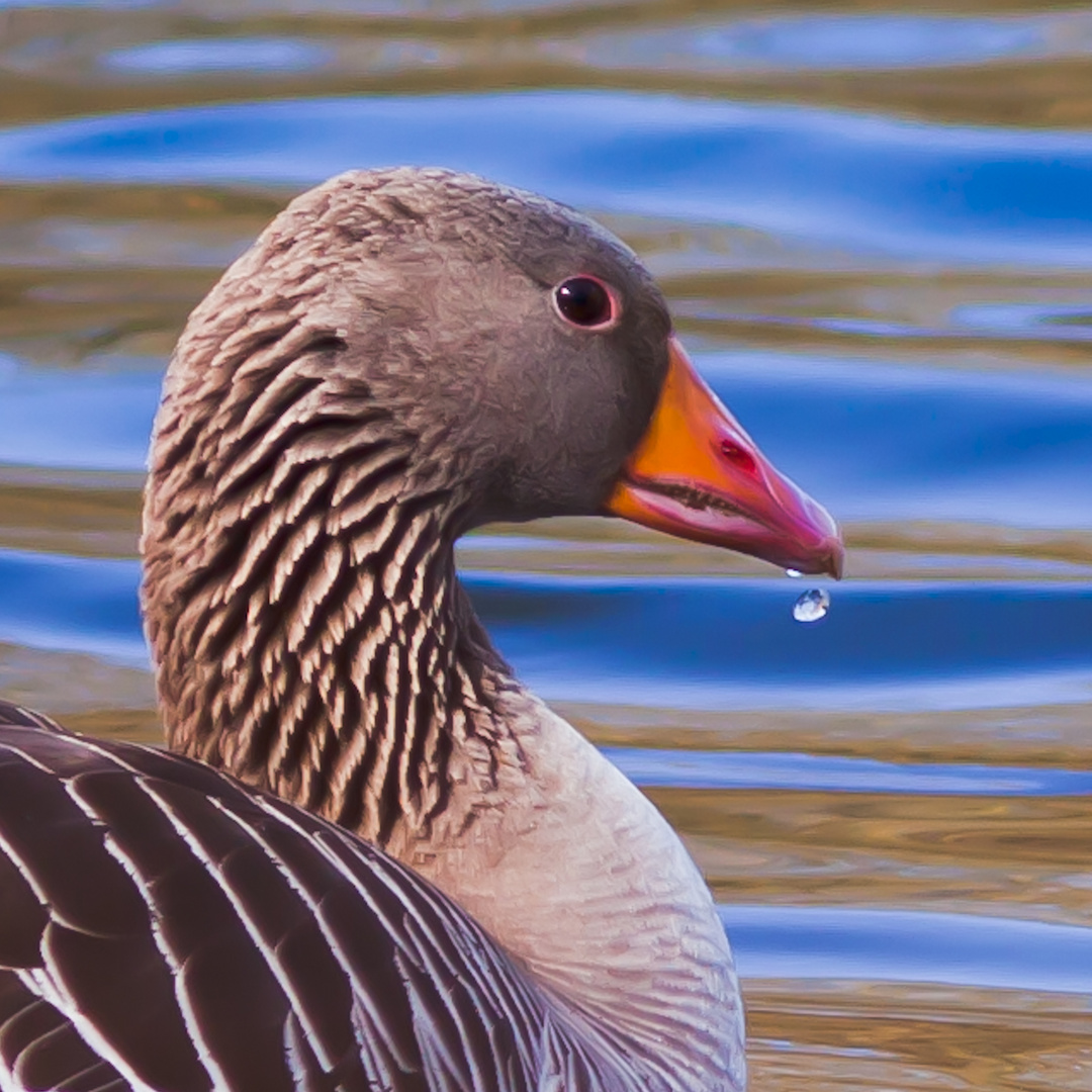 Wildgans Foto & Bild | tiere, wildlife, wild lebende vögel Bilder auf ...