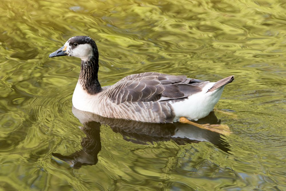 Wildgans Foto & Bild | tiere, motive Bilder auf fotocommunity