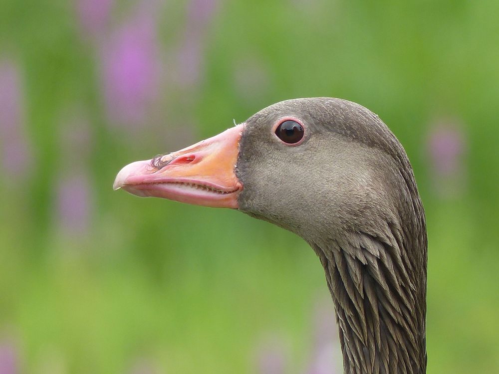 Wildgans Foto & Bild | tiere, tierdetails, natur Bilder auf fotocommunity