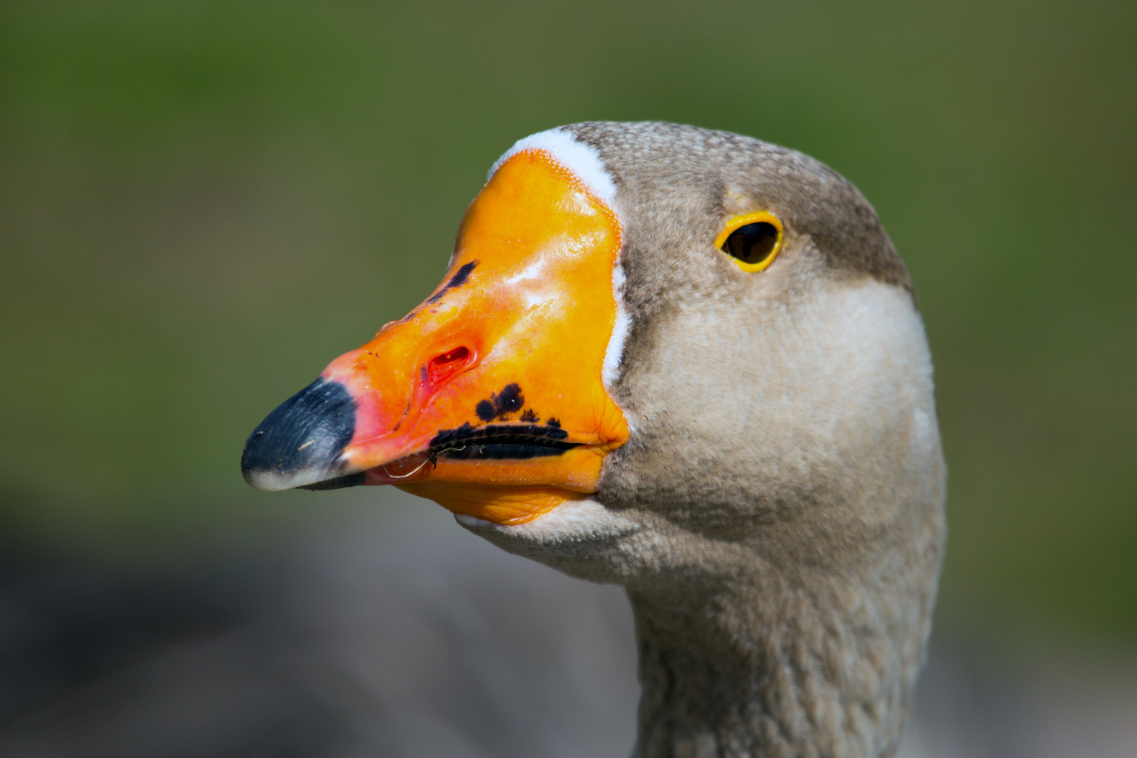 Wildgans Foto & Bild | tiere, wildlife, wild lebende vögel Bilder auf ...