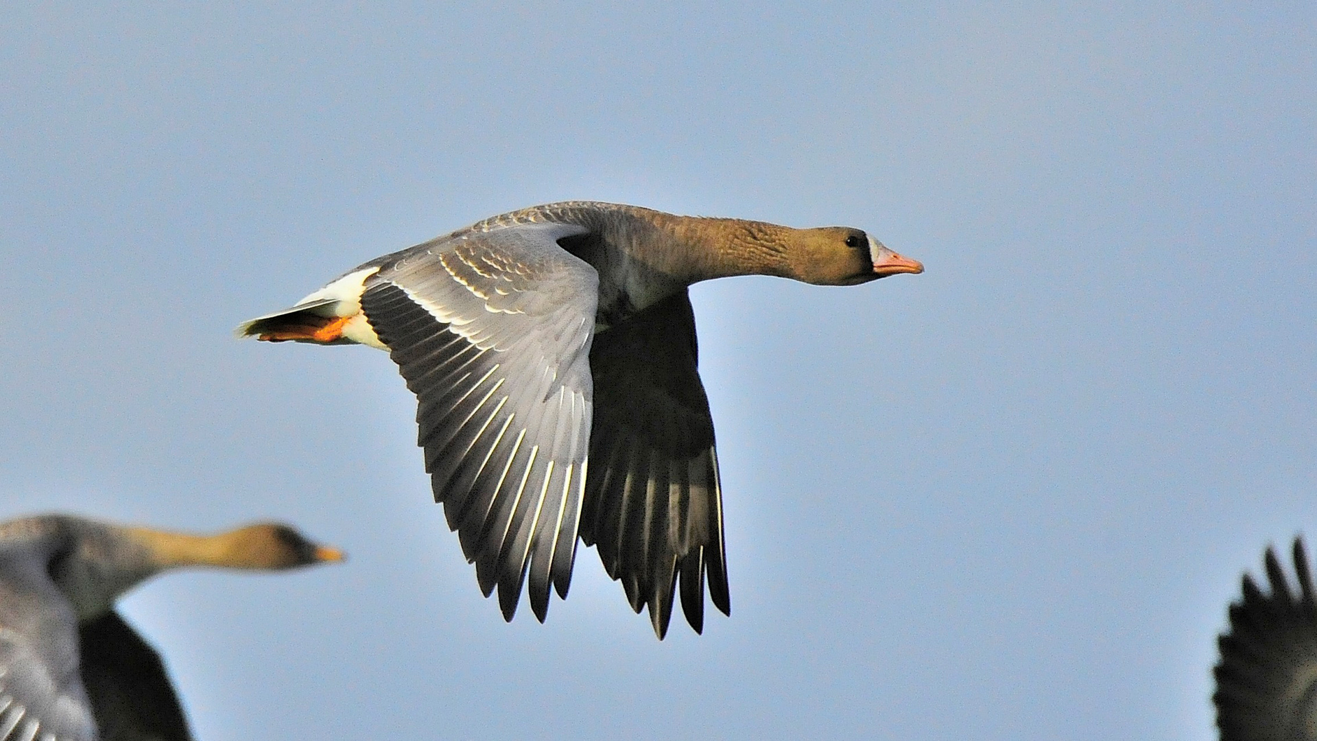 Wildgans im Flug (01) Foto & Bild | wiese, jahreszeit, natur Bilder auf ...