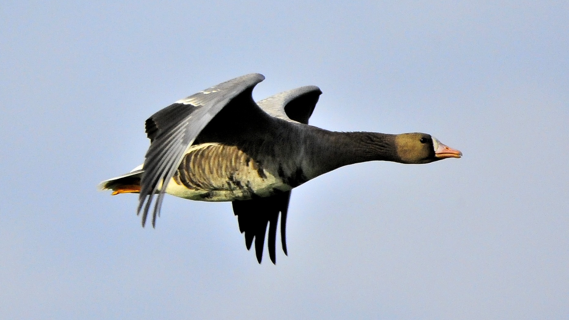 Wildgans im Flug (02) Foto & Bild | wiese, jahreszeit, natur Bilder auf ...