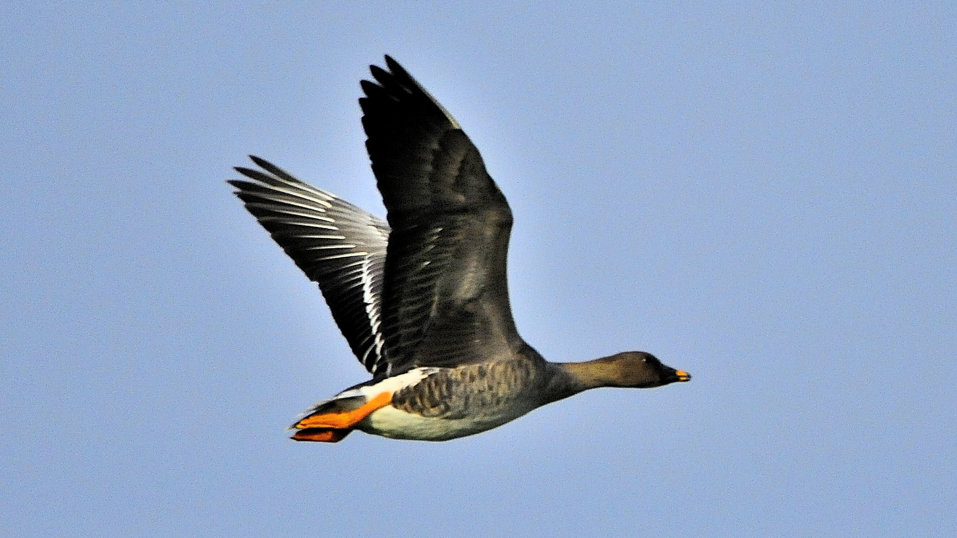 Wildgans im Flug (03) Foto & Bild | wiese, jahreszeit, natur Bilder auf ...