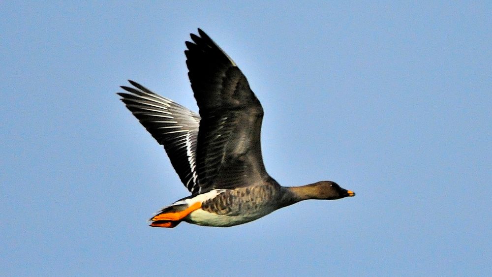 Wildgans im Flug (03) Foto & Bild | wiese, jahreszeit, natur Bilder auf ...