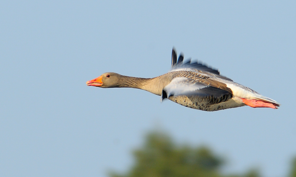 Wildgans im Flug Foto & Bild | tiere, wildlife, wild lebende vögel ...