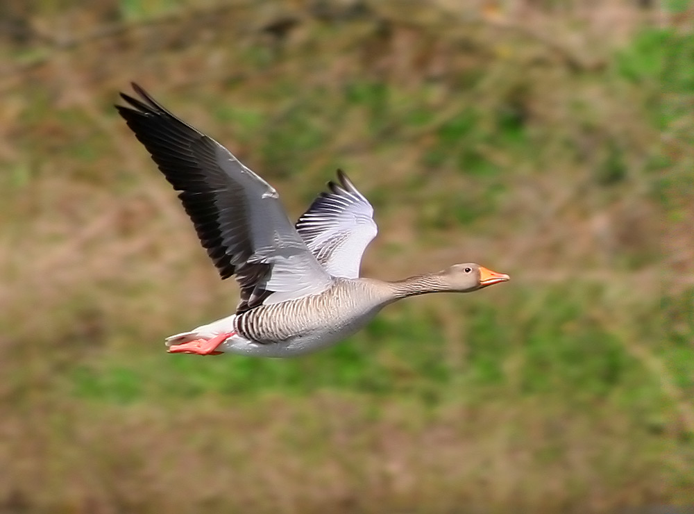 Wildgans im Flug Foto & Bild | tiere, wildlife, wild lebende vögel ...