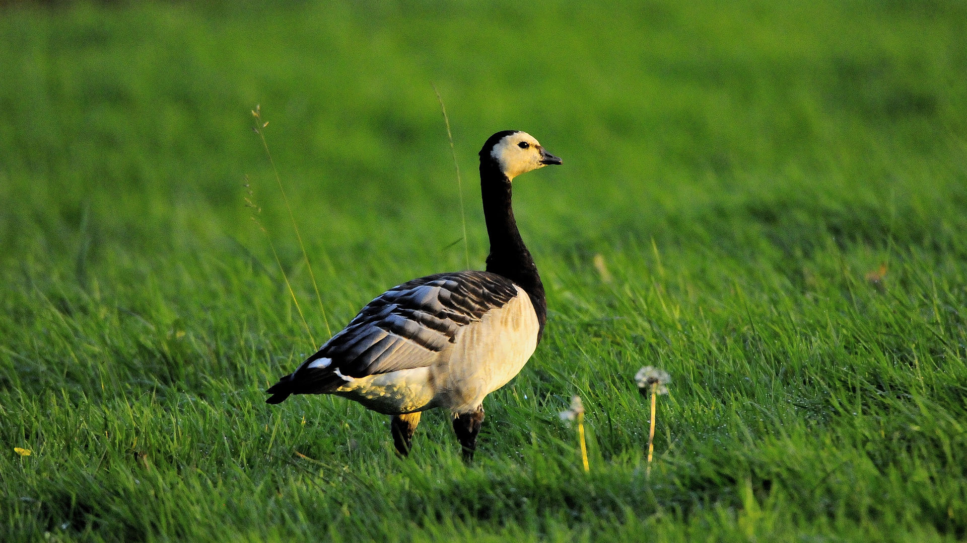 Wildgans im Hollerland Foto & Bild | wiese, natur, vogel Bilder auf ...