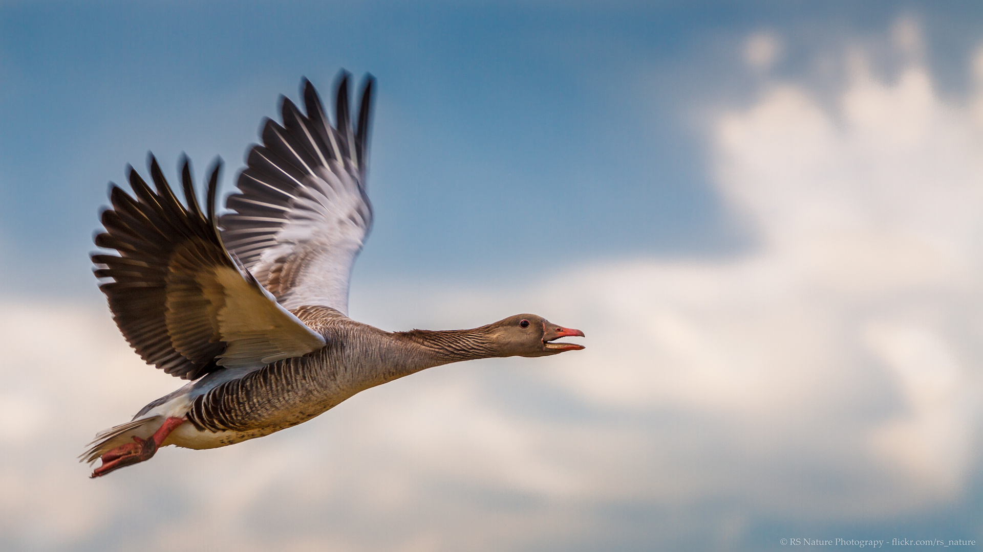 Wildgans im Vorbeiflug Foto & Bild | wasser, natur, tiere Bilder auf ...