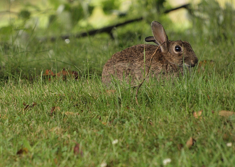 Wildkaninchen Foto & Bild | tiere, natur Bilder auf fotocommunity