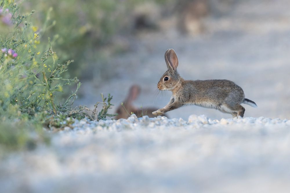 Wildkaninchen Foto & Bild | tiere, wildlife, säugetiere Bilder auf ...