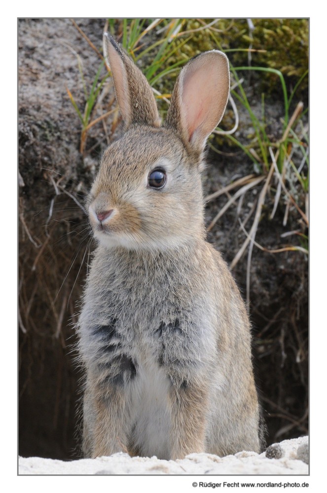 Wildkaninchen (Oryctolagus cuniculus) Foto & Bild | tiere, wildlife ...