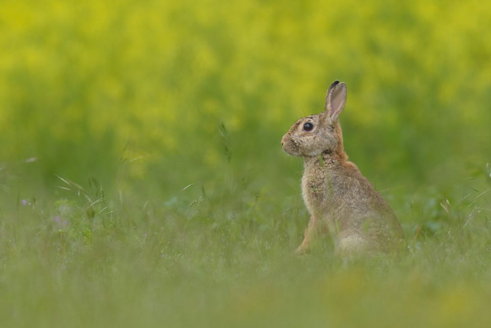 ~Wildkaninchen (Oryctolagus cuniculus)~ Foto & Bild | fotos, wiese ...