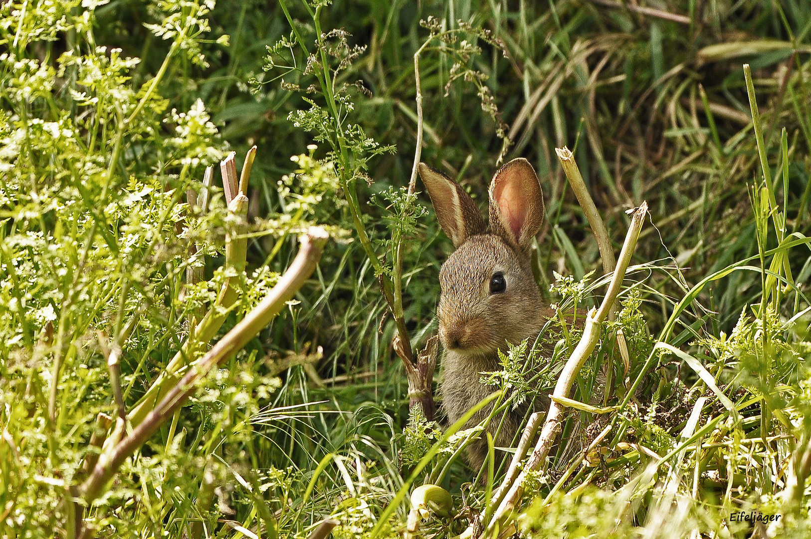 WILDKANINCHEN ( Oryctolagus cuniculus ) Foto & Bild | tiere, wildlife ...