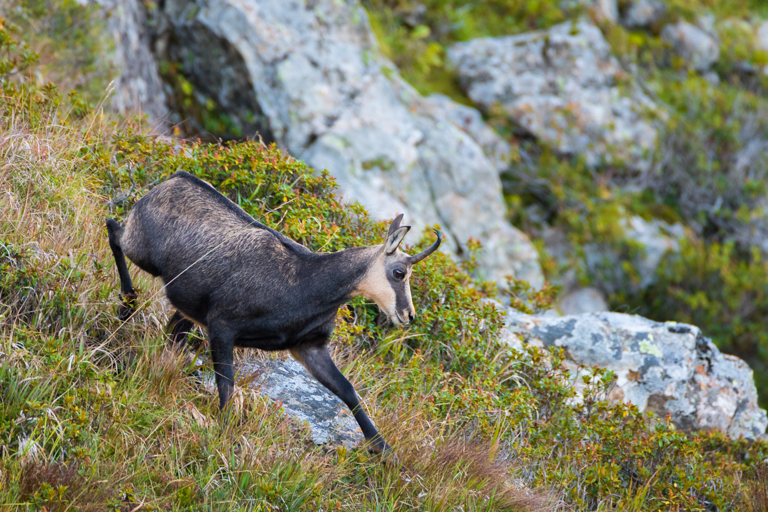 Wildlife Gams Foto & Bild | nikon, photography, wald Bilder auf ...
