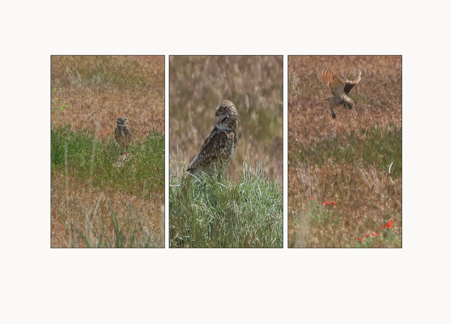 Wildlife in Utah Foto & Bild | fotos, world, natur Bilder auf fotocommunity