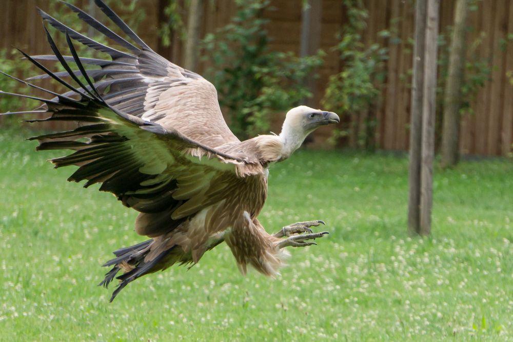 Wildpark Poing-01641 Foto & Bild | tiere, zoo, wildpark & falknerei ...