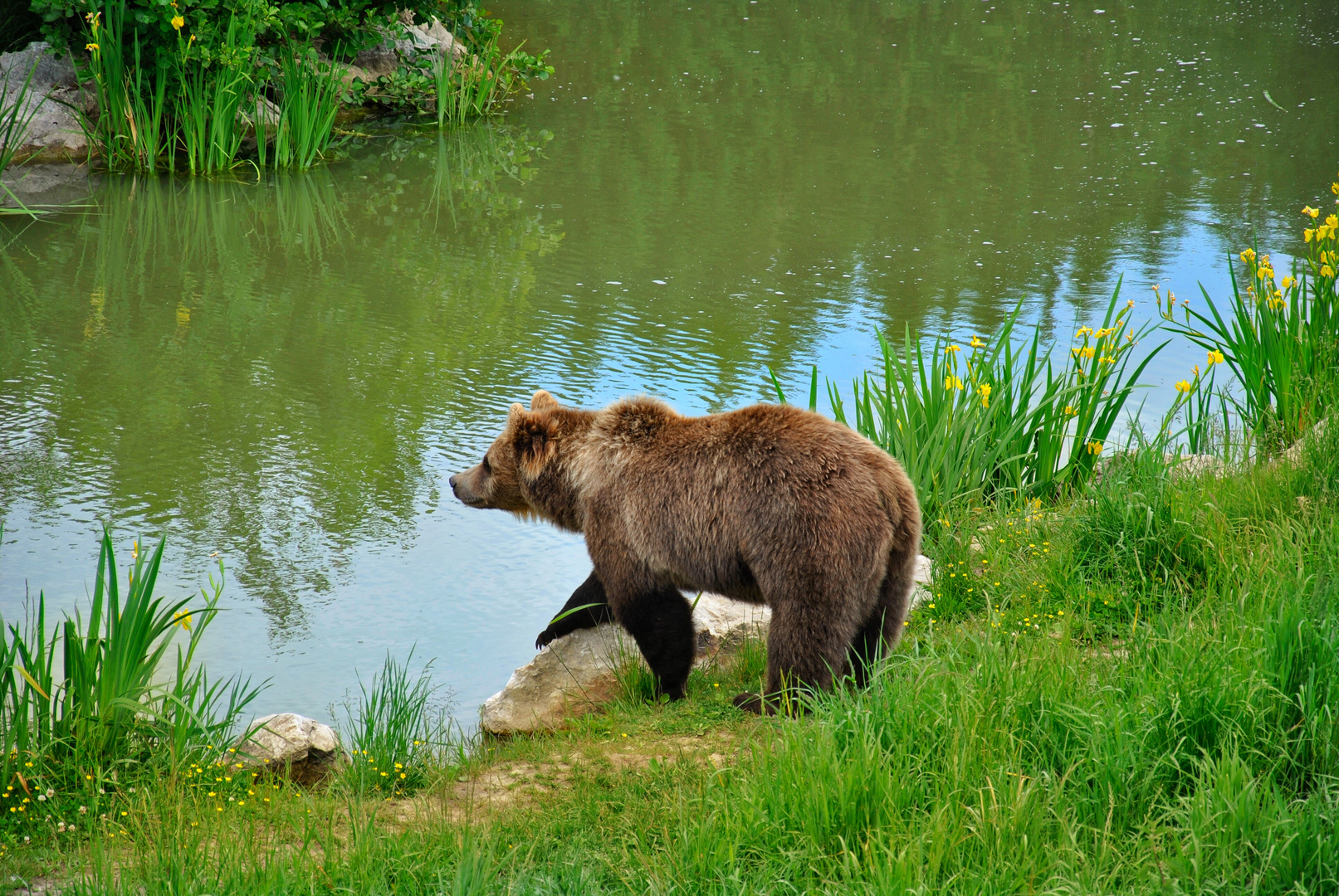 Wildpark Poing Foto & Bild | deutschland, europe, bayern Bilder auf ...