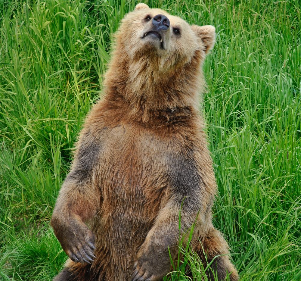 Wildpark Poing Foto & Bild | deutschland, europe, bayern Bilder auf ...