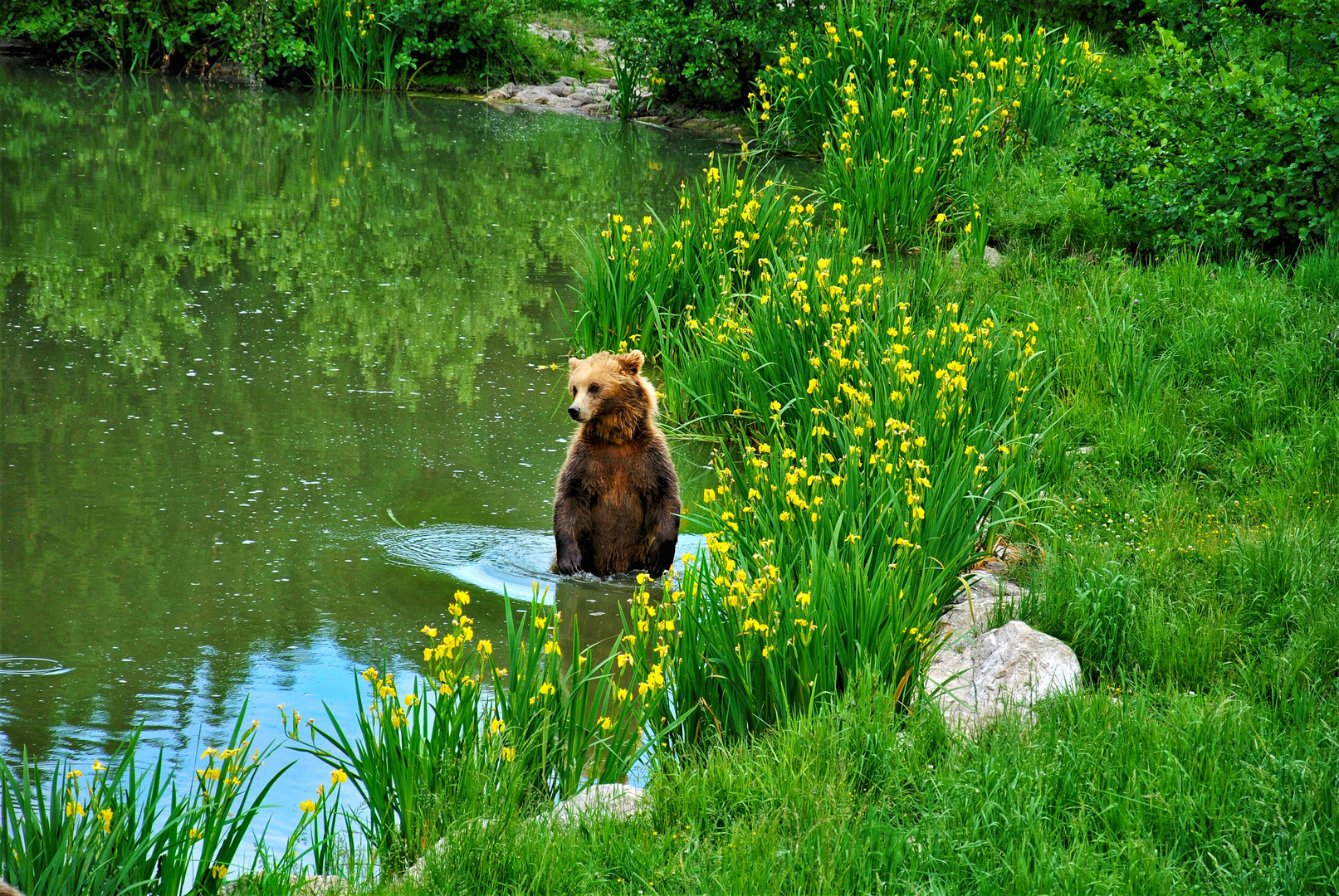 Wildpark Poing Foto & Bild | urlaub, wasser, natur Bilder auf fotocommunity