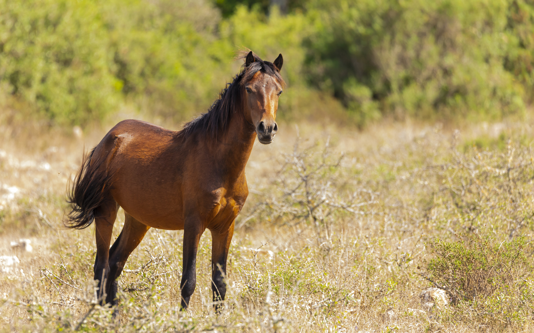 Wildpferd 1 komm mir nicht zu nahe Foto & Bild | tiere, wildlife ...