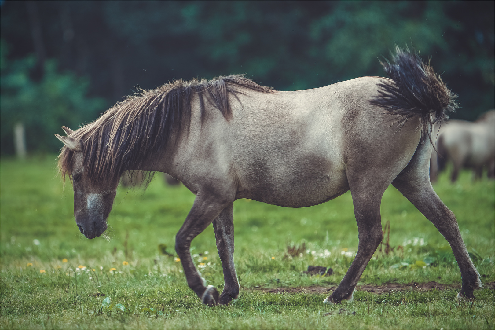 WildPFERD Foto & Bild | fotos, natur, pferde Bilder auf fotocommunity