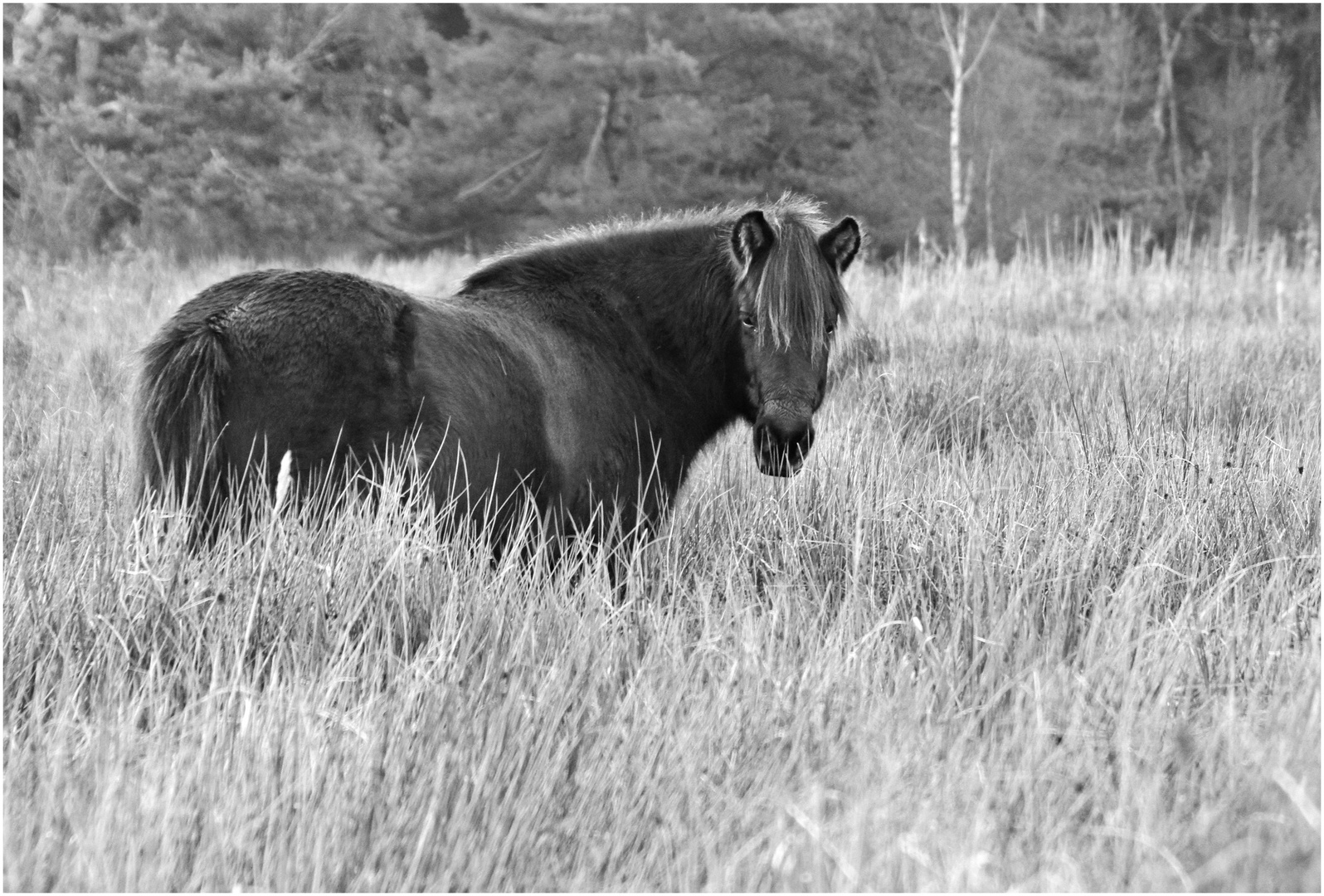 "Wildpferd" Foto & Bild | tiere, haustiere, pferde, esel, maultiere ...