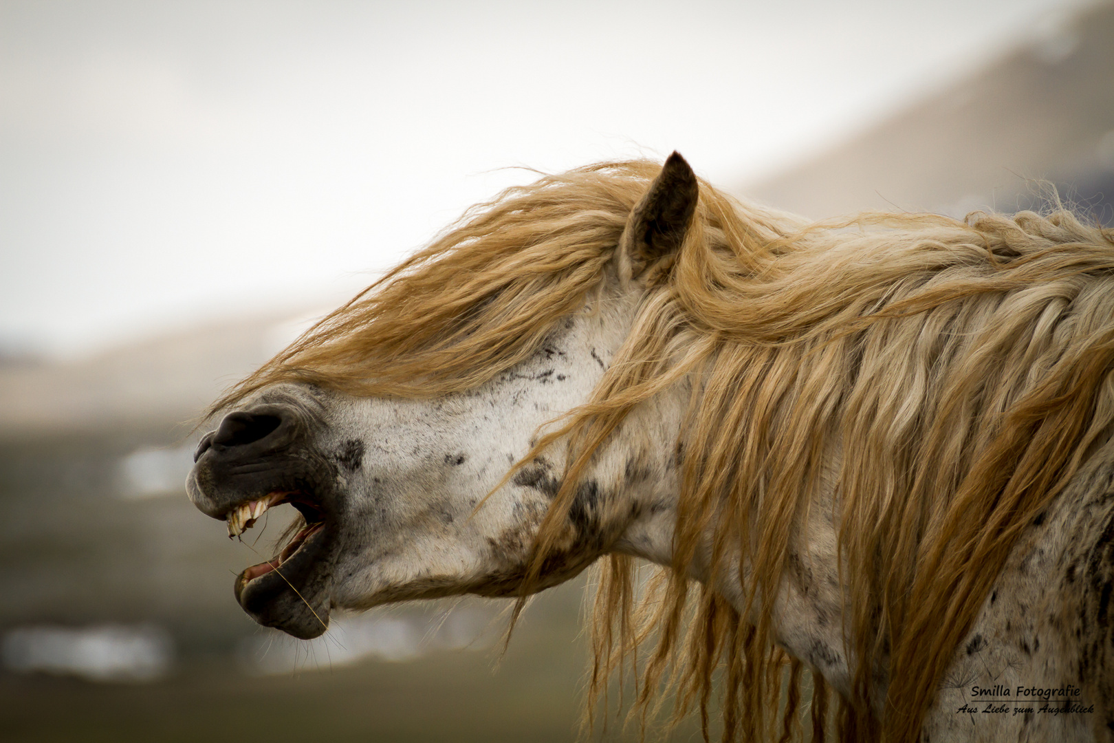 Wildpferd Foto & Bild | tiere, wildlife, natur Bilder auf fotocommunity