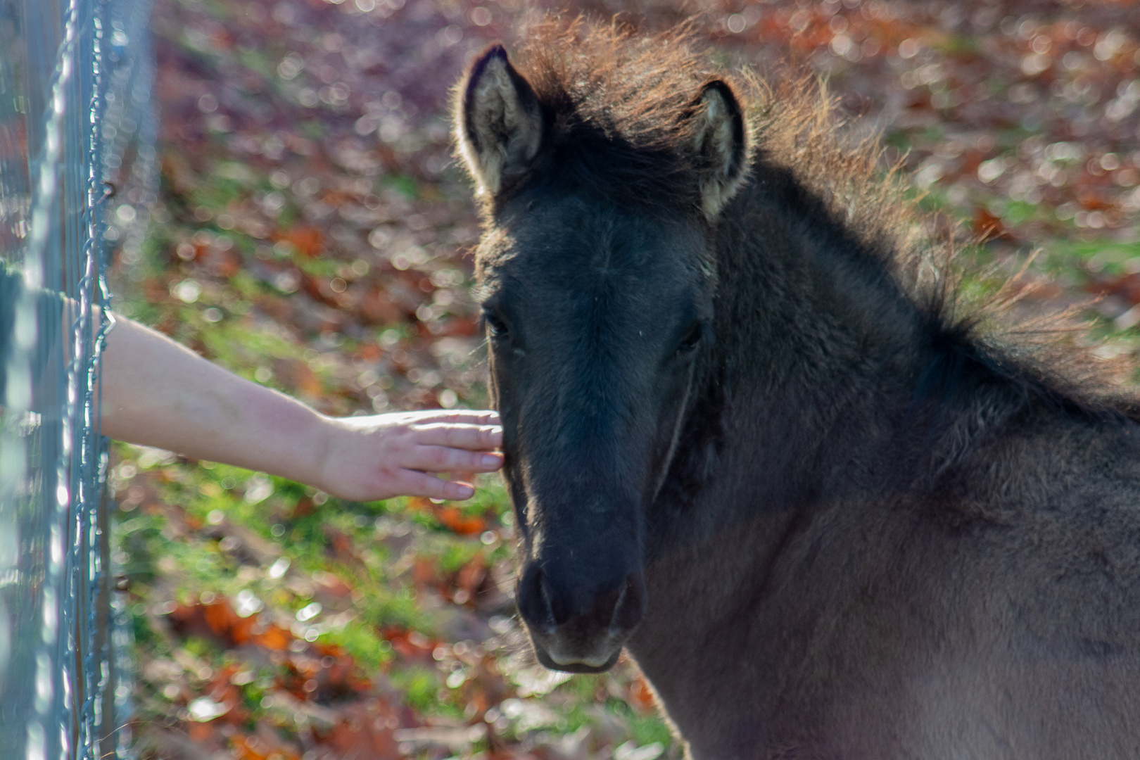 Wildpferd Foto & Bild | tiere, haustiere, pferde, esel, maultiere ...