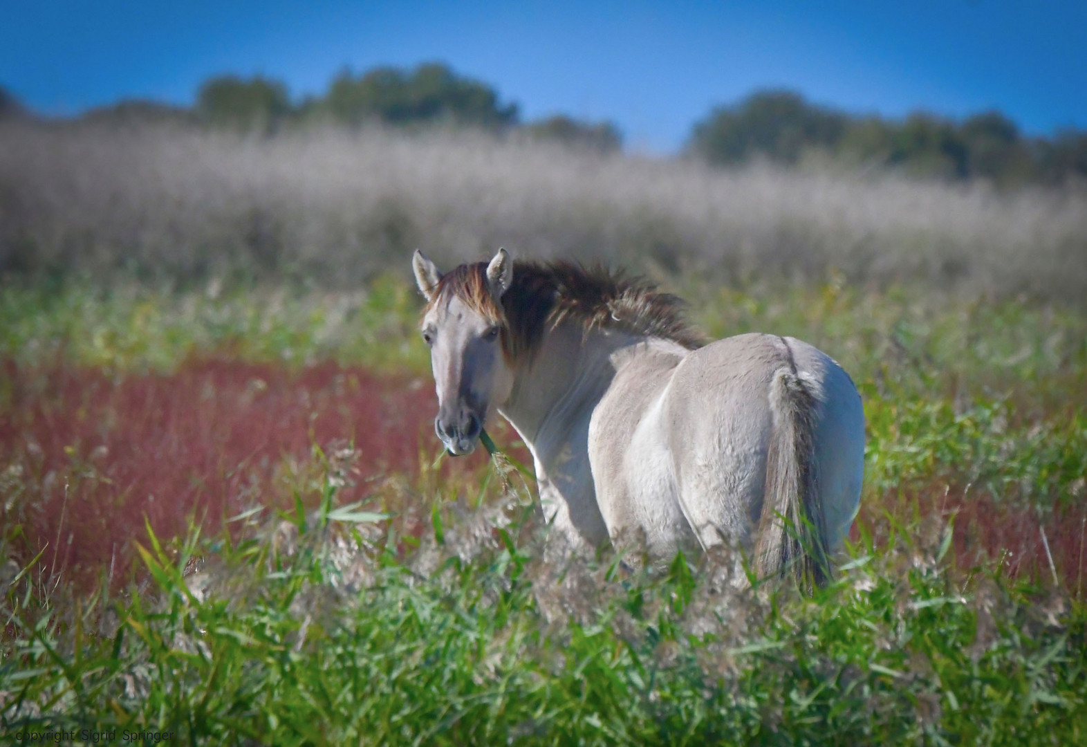 Wildpferd Foto & Bild | natur, tiere, niederlande Bilder auf fotocommunity