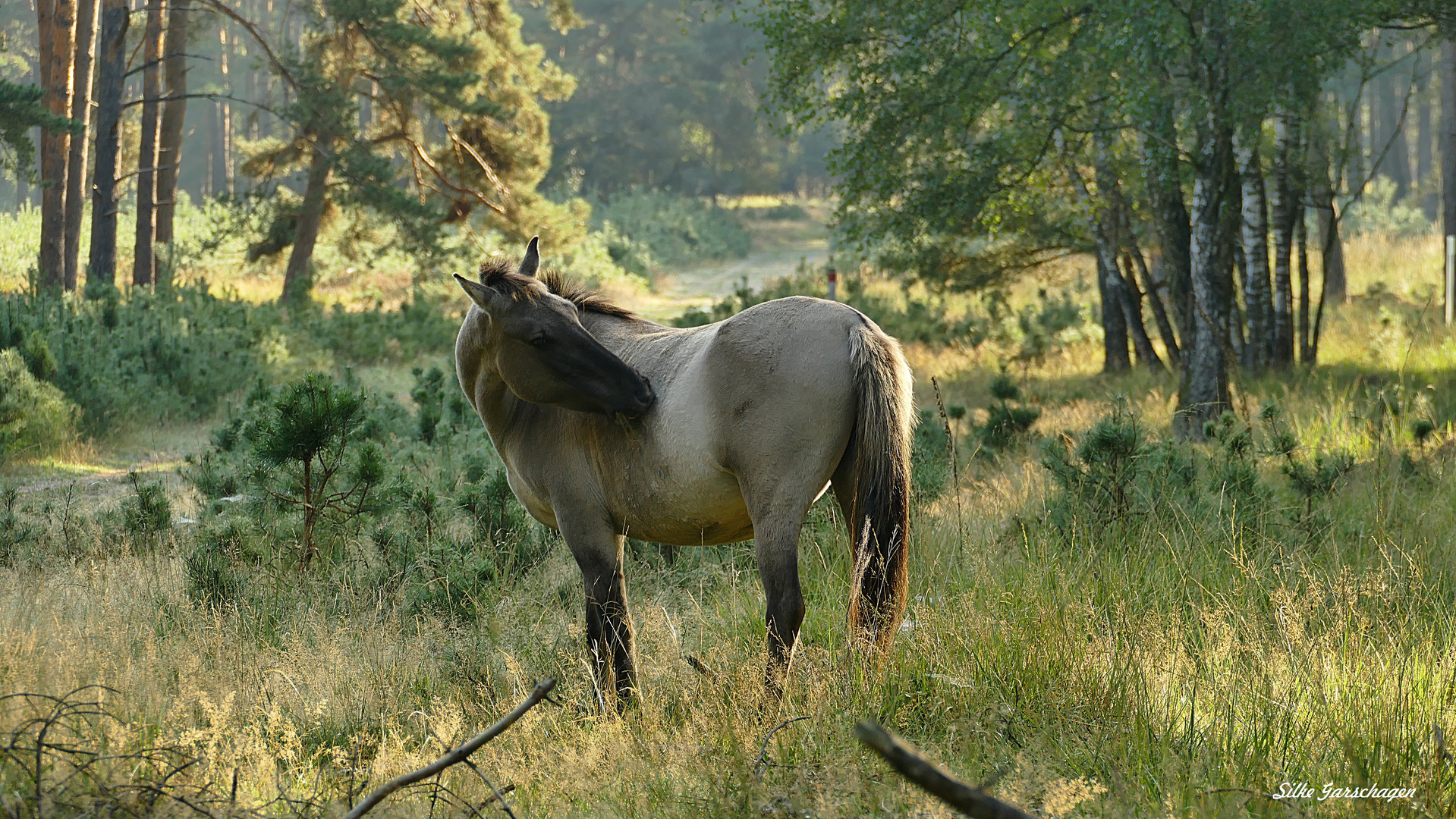 Wildpferd im Wald Foto & Bild | tiere, koniks, fotos Bilder auf ...