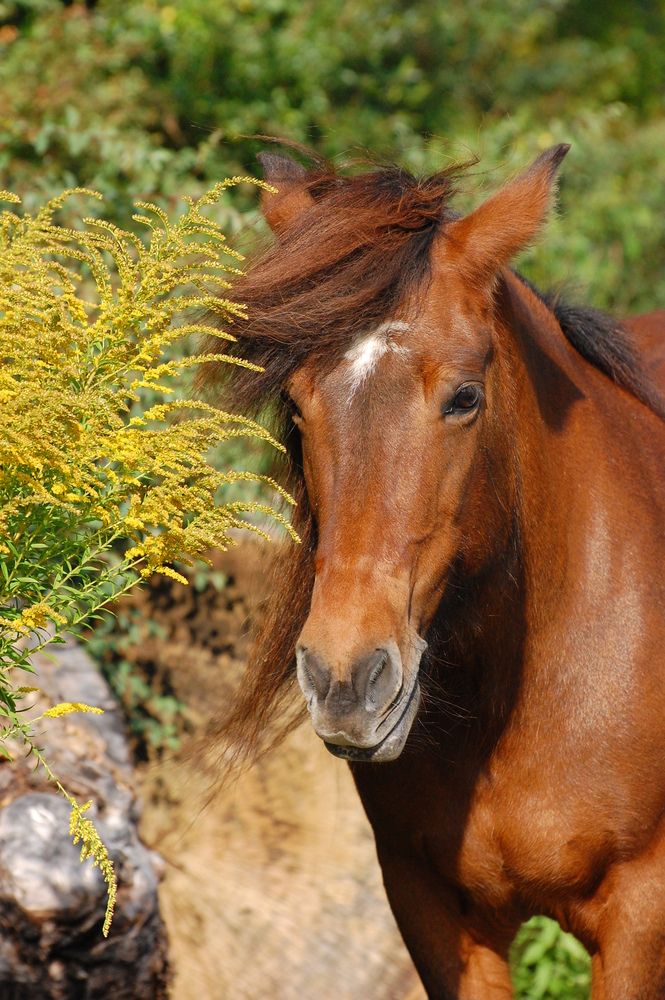 Wildpferd Jörp ;-) Foto & Bild | tiere, haustiere, pferde, esel ...