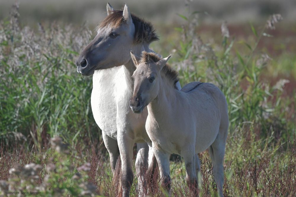 Wildpferd Stute mit Fohlen Foto & Bild | europe, benelux, tiere Bilder ...