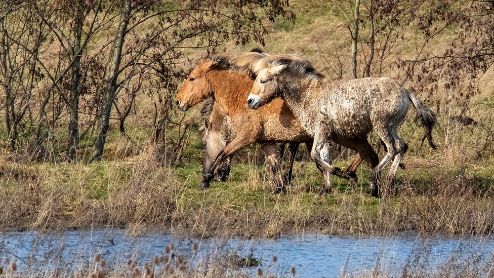 Wildpferde 005 Foto & Bild | landschaft, jahreszeiten, lebensräume ...
