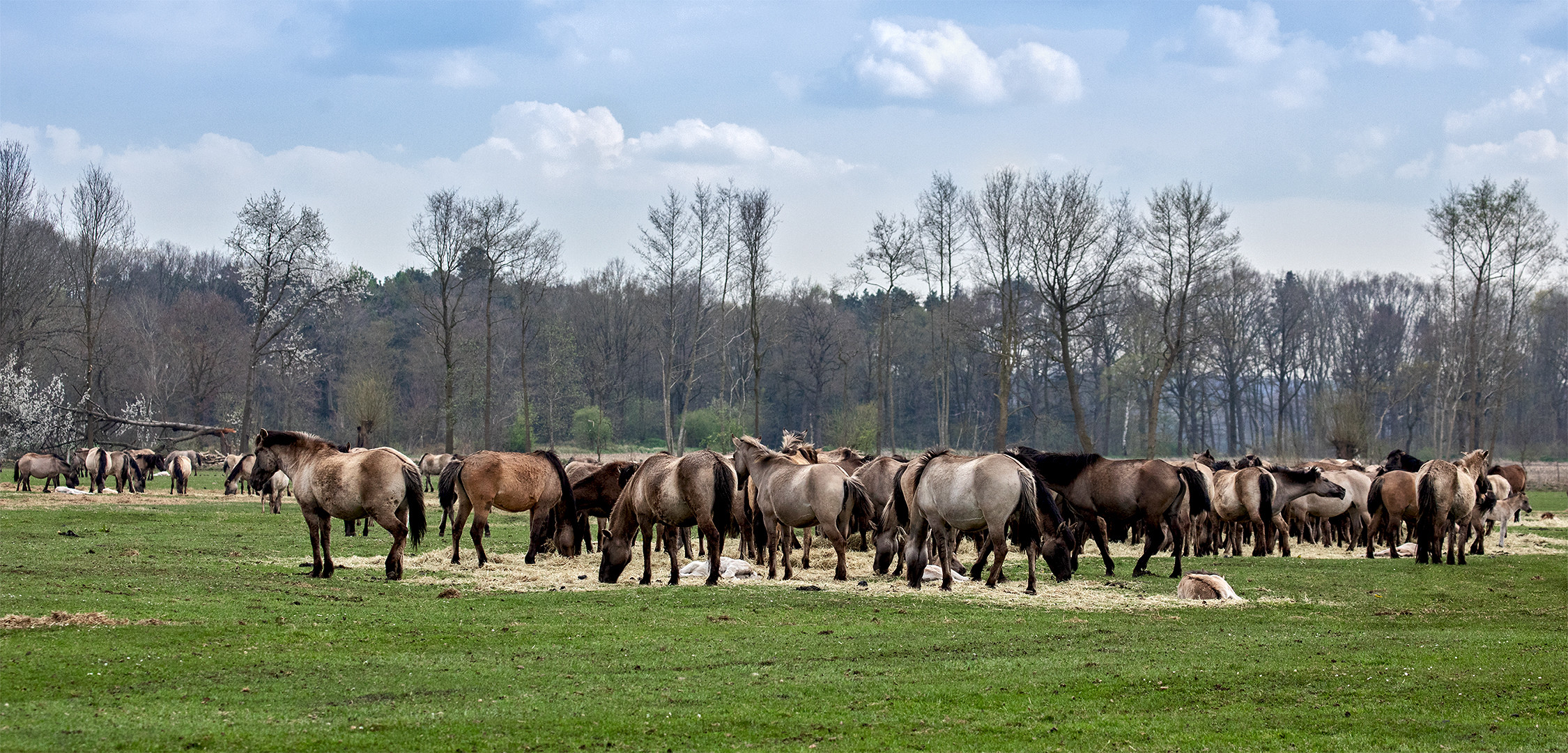 Wildpferde 029 Foto & Bild | deutschland, europe, nordrhein- westfalen ...