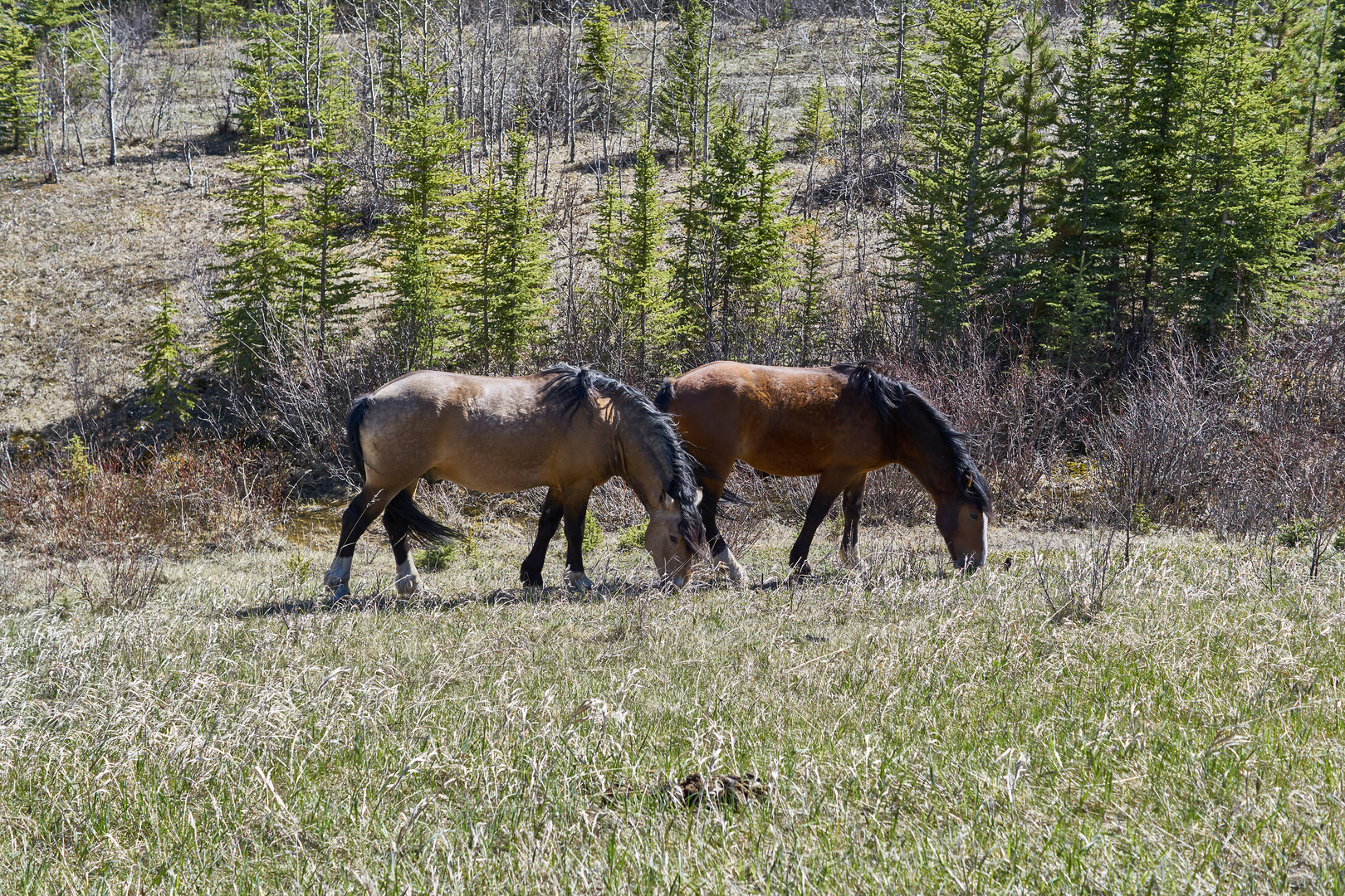 Wildpferde 2 Foto & Bild | tiere, wildlife, säugetiere Bilder auf ...