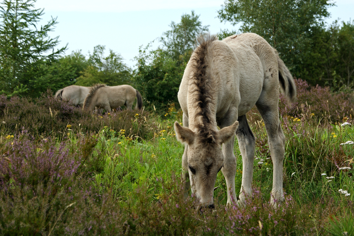 Wildpferde Foto & Bild | tiere, wildlife, wildlife: sonstige tiere ...