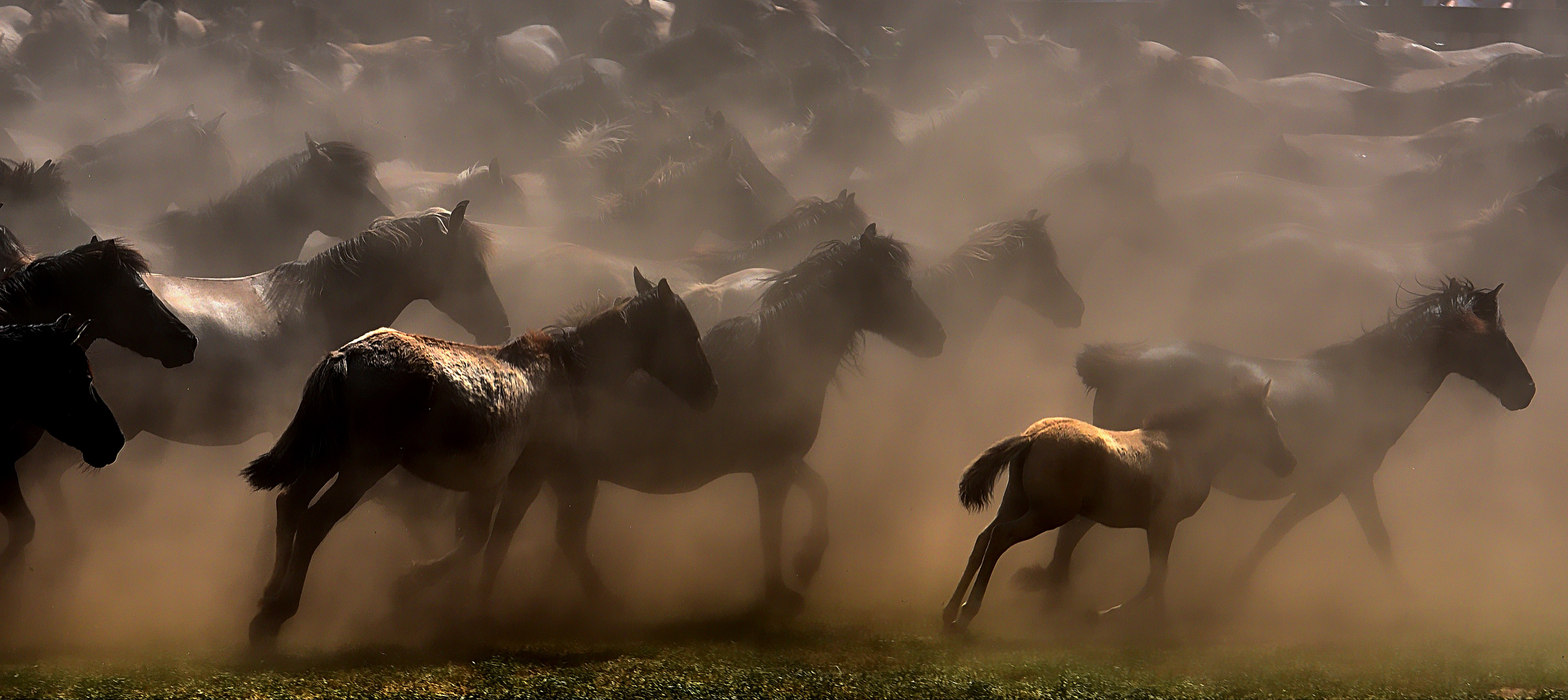 Wildpferde Foto & Bild | deutschland, europe, nordrhein- westfalen ...