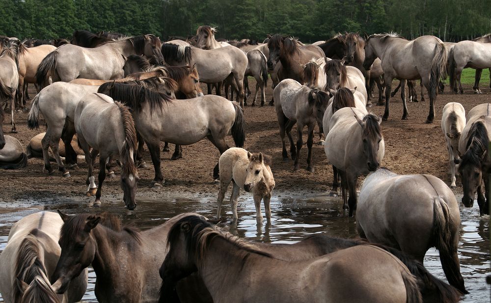 Wildpferde... Foto & Bild | tiere, haustiere, pferde, esel, maultiere ...
