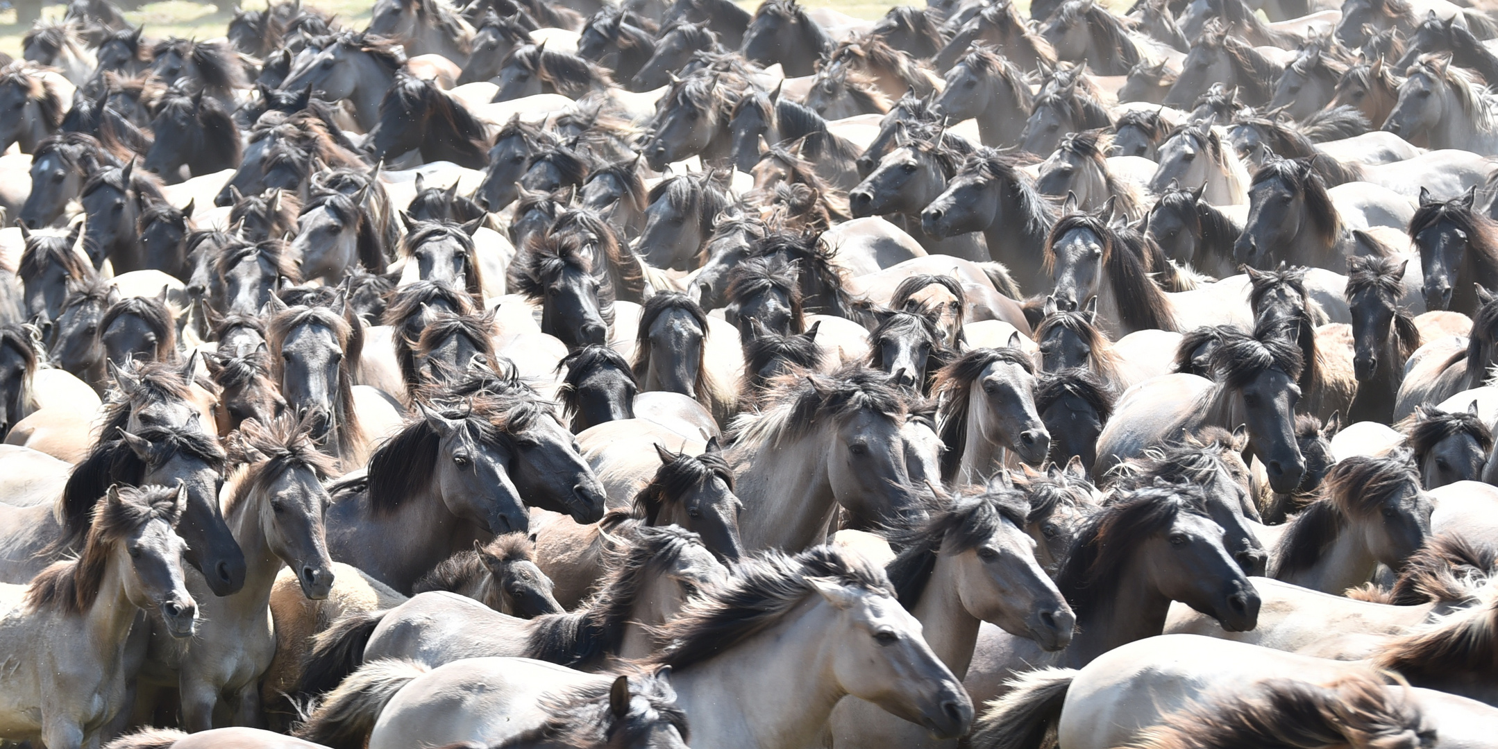 Wildpferde Foto & Bild | deutschland, europe, nordrhein- westfalen ...