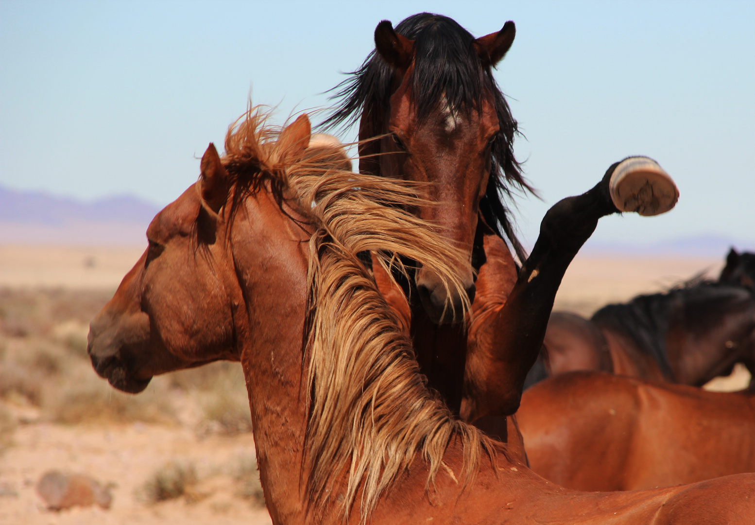 Wildpferde Foto & Bild | tiere, wildlife, wildlife: sonstige tiere ...