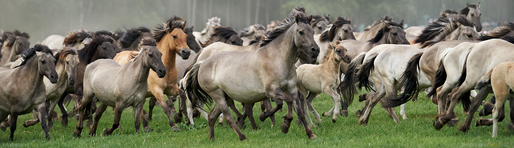 « Wildpferde auf dem Weg zurück zu den Futterplätzen im Reservat » Foto ...