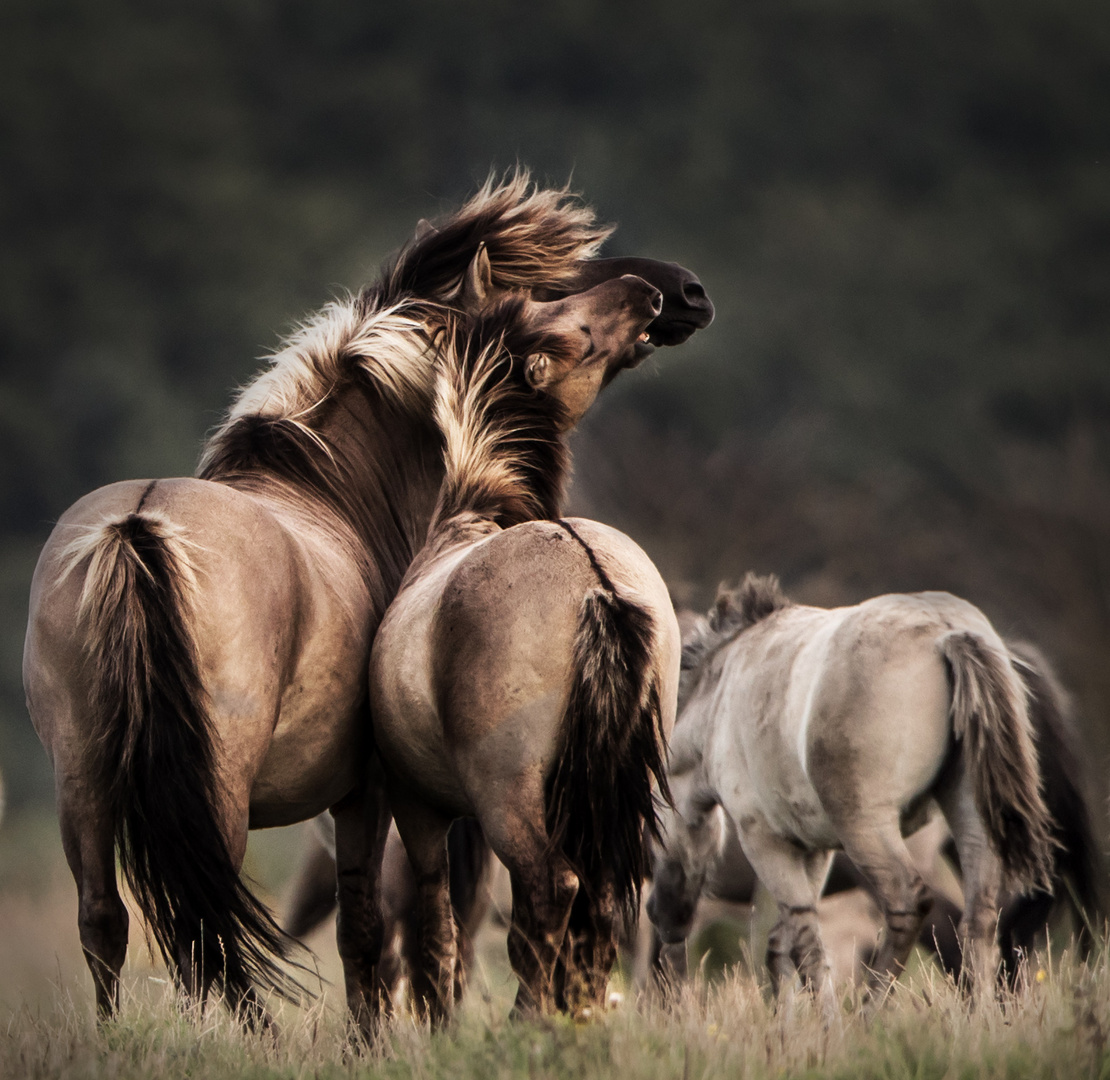 Wildpferde Foto & Bild | natur, tiere, wildlife Bilder auf fotocommunity