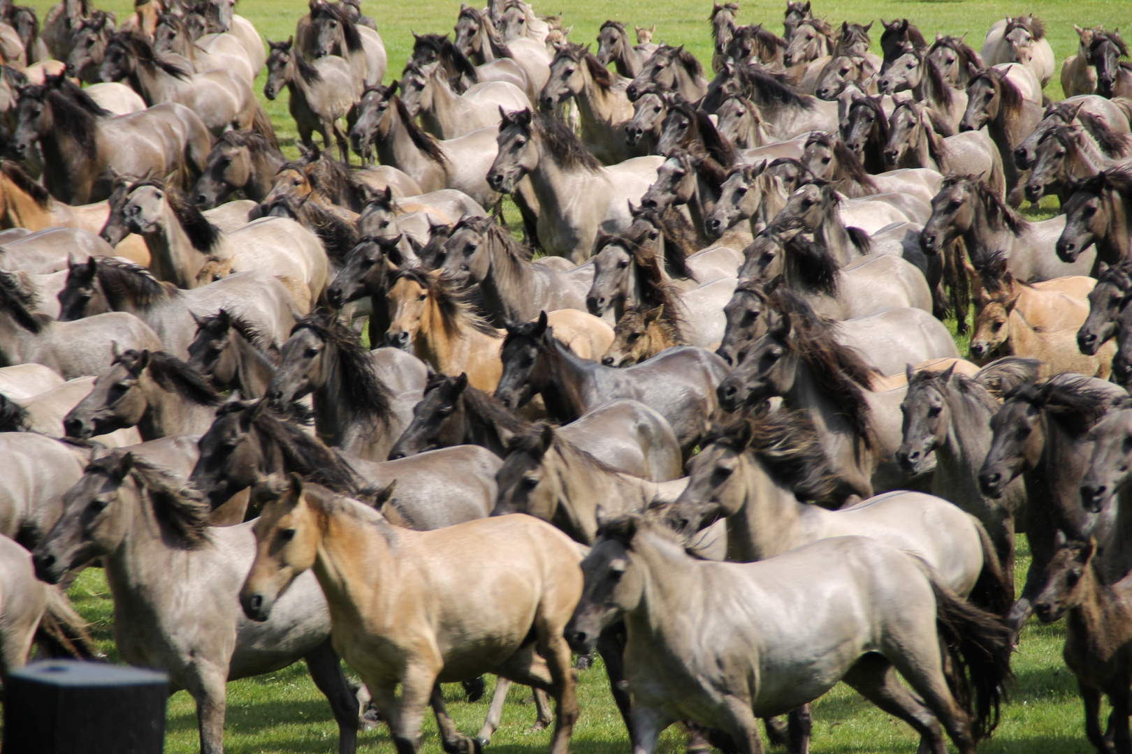 Wildpferde Foto & Bild | natur, tiere Bilder auf fotocommunity