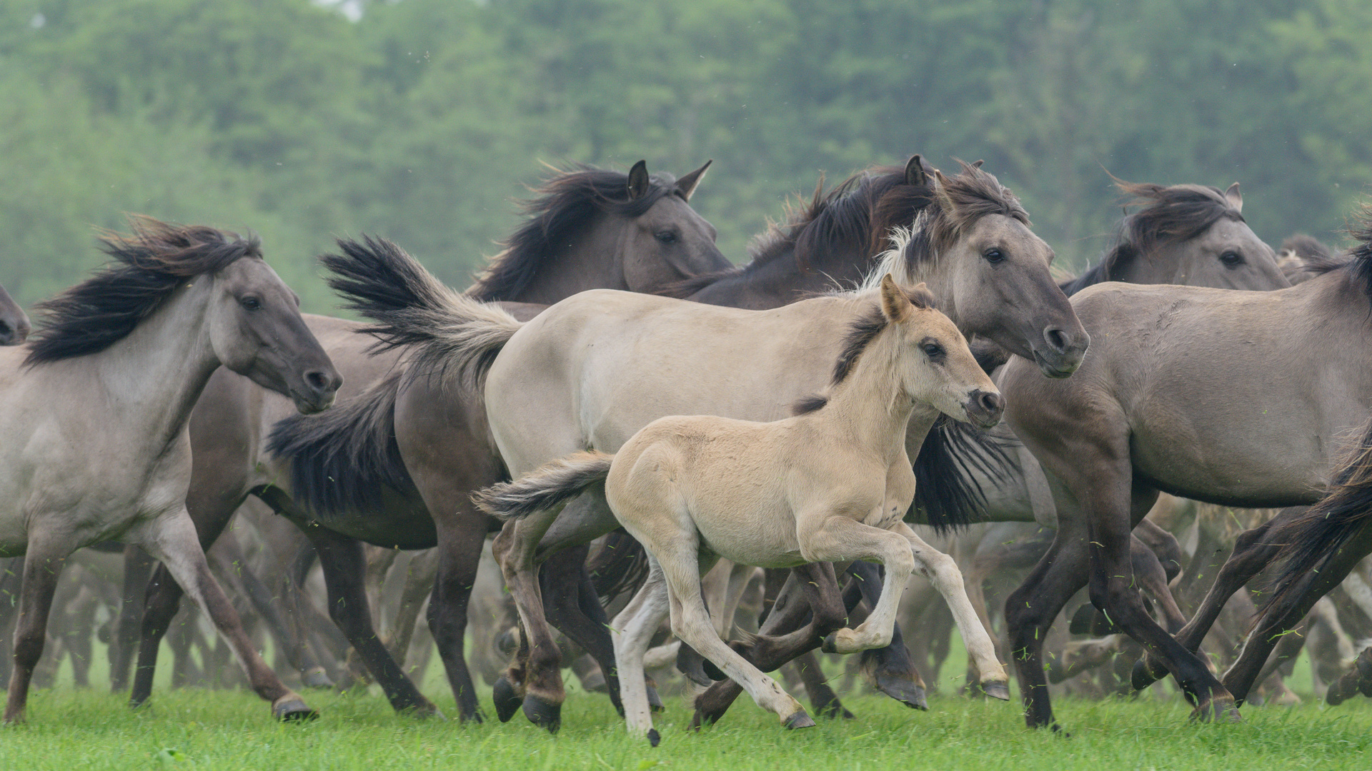 Wildpferde Dülmen - Einlauf (IV) Foto & Bild | natur, wildpferde ...