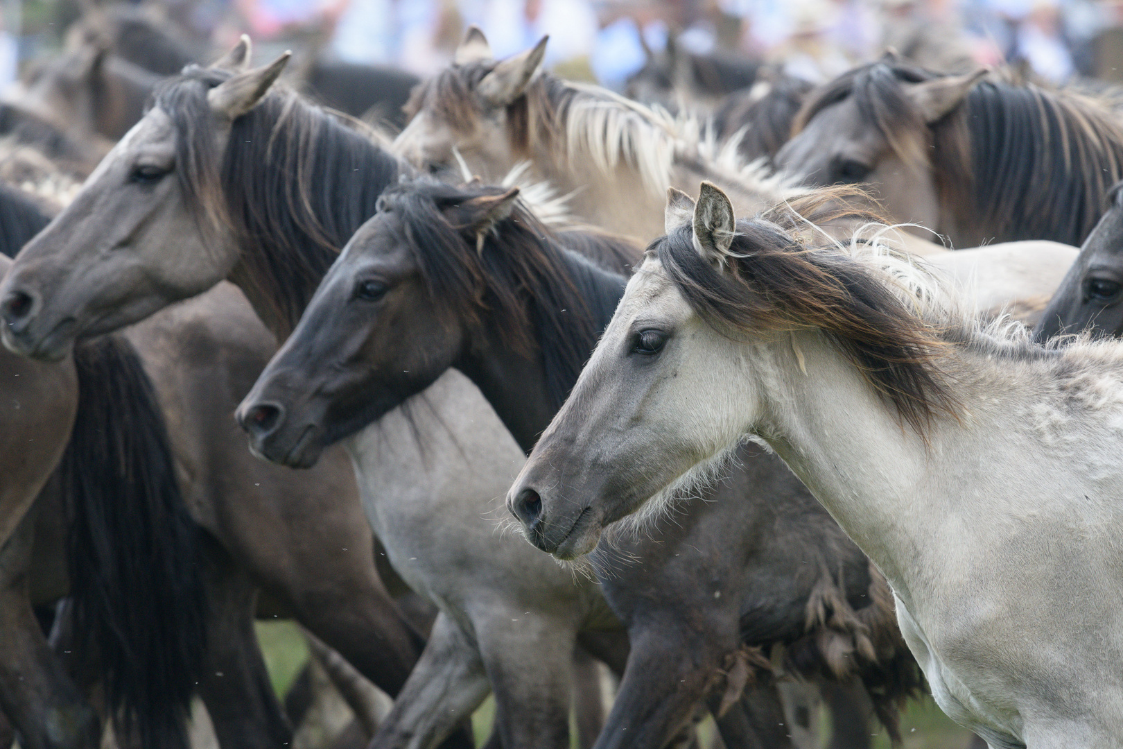 Wildpferde Dülmen - Stutenherde (Fangtag 2016) Foto & Bild | natur ...