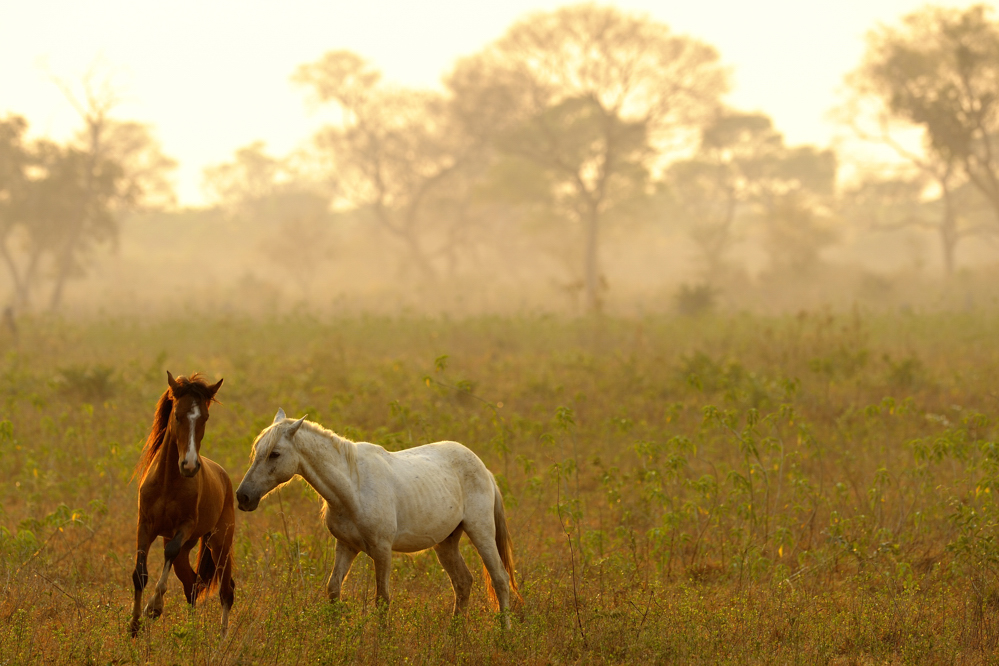 Wildpferde Foto & Bild | tiere, wildlife, wildlife: sonstige tiere ...