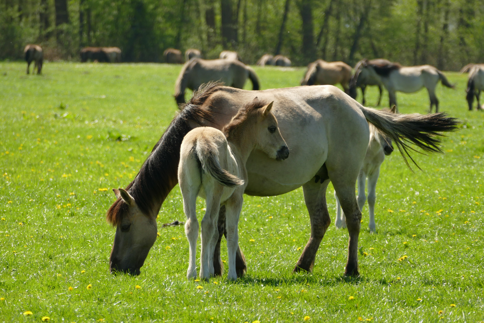 Wildpferde im Merfelder Bruch Foto & Bild | tiere, wildlife, natur ...